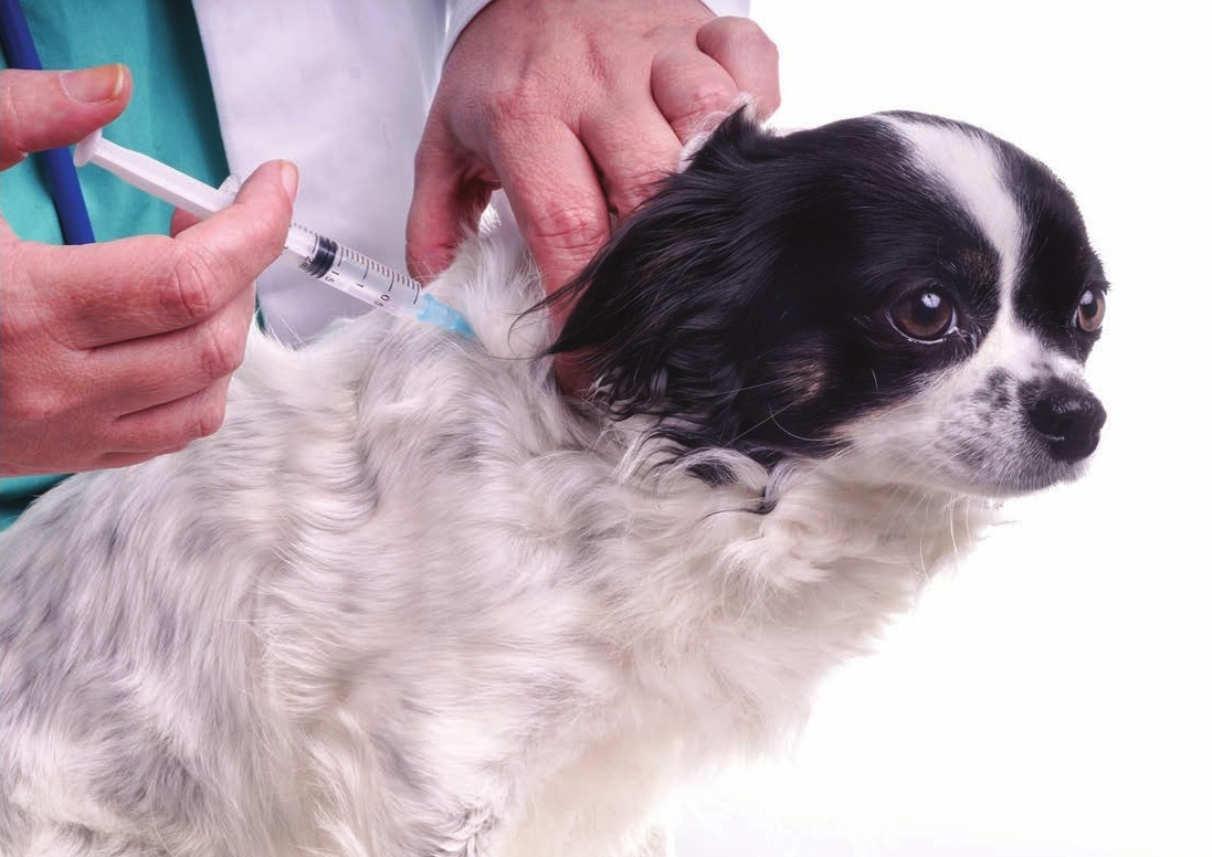 Subcutaneous Injection Dog