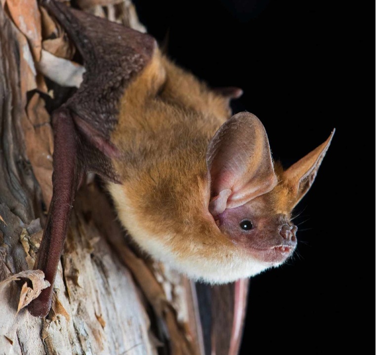 Which animal has the best sense of hearing? - 13 Nov 2025 - BBC ...