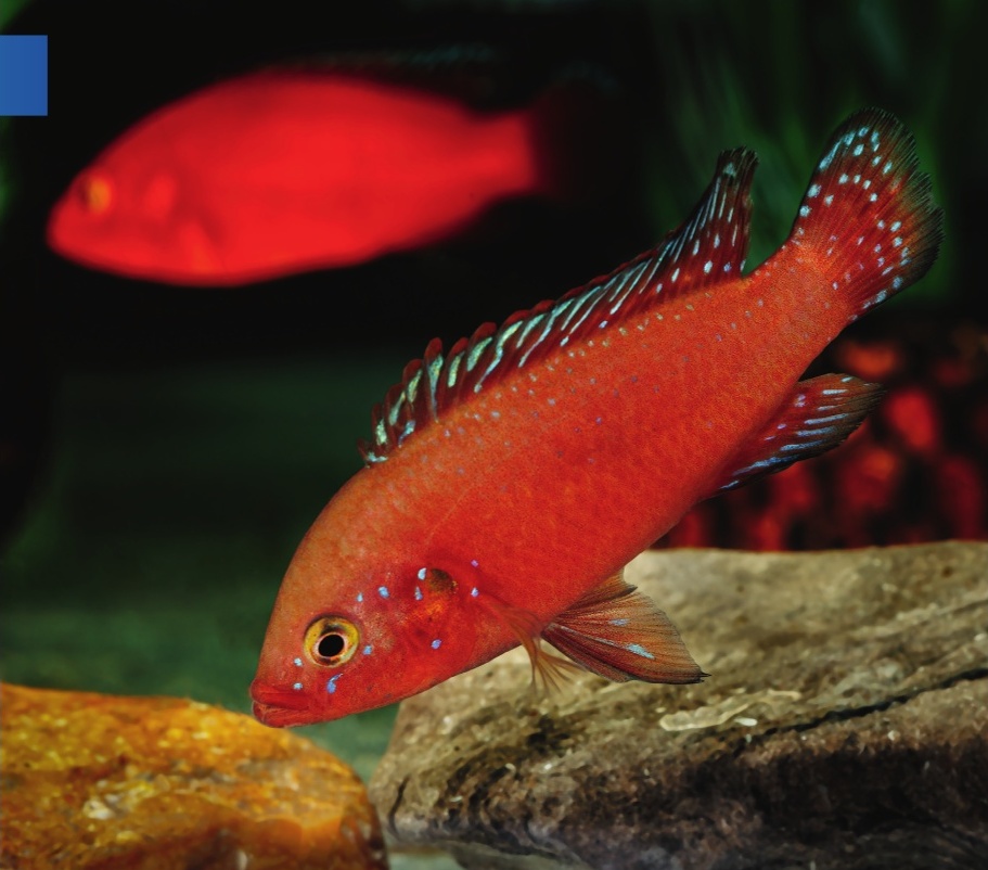 Lake Turkana Fish