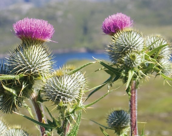 Traditional Scottish Flowers