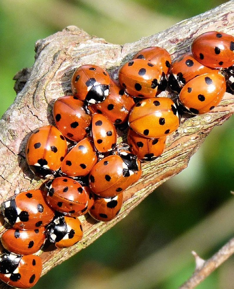 Nature notes - 14 Jan 2026 - Woman's Weekly - UK Magazine - Readly