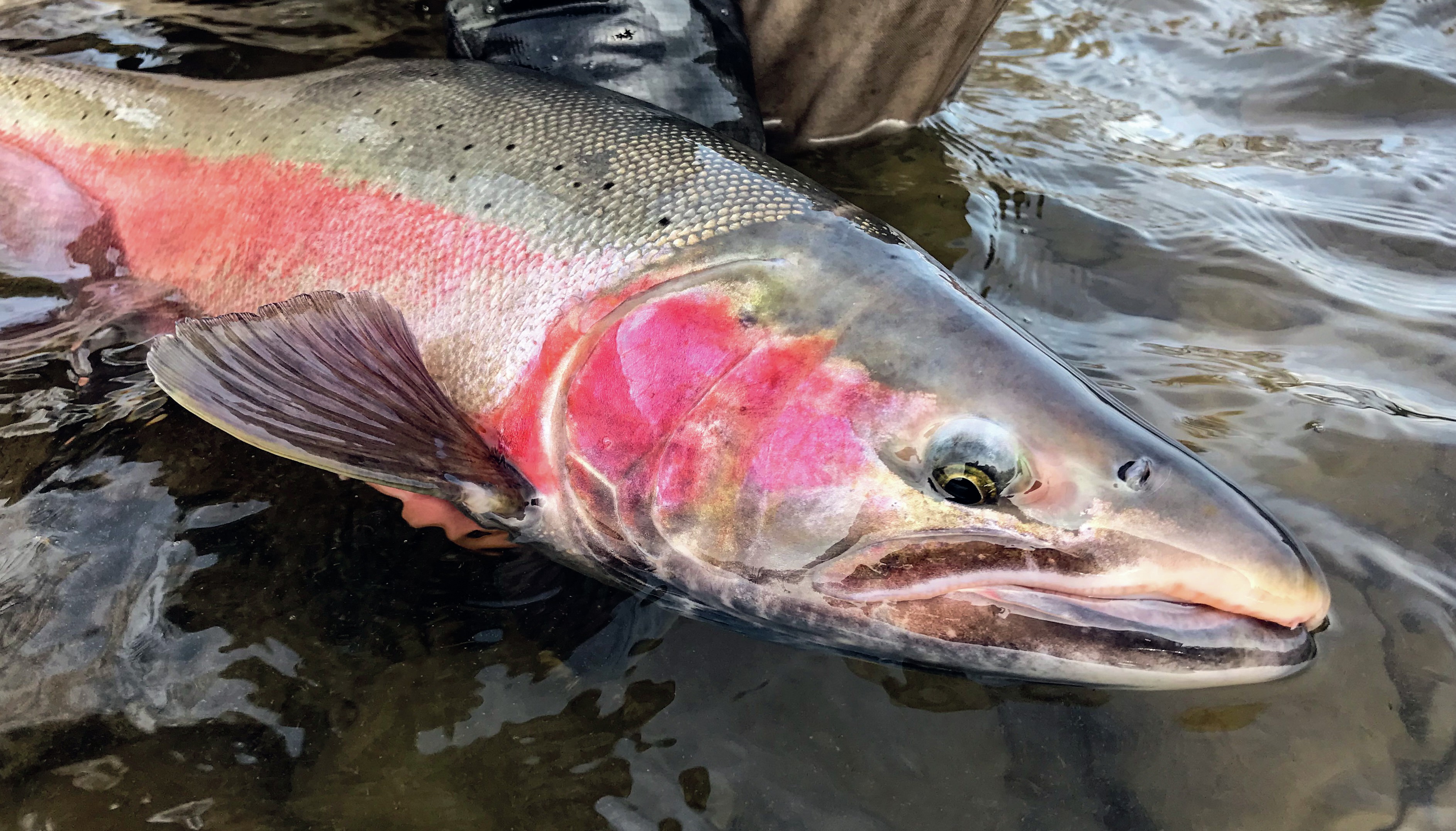 Hum and haw - 5 Feb 2026 - Trout & Salmon Magazine - Readly