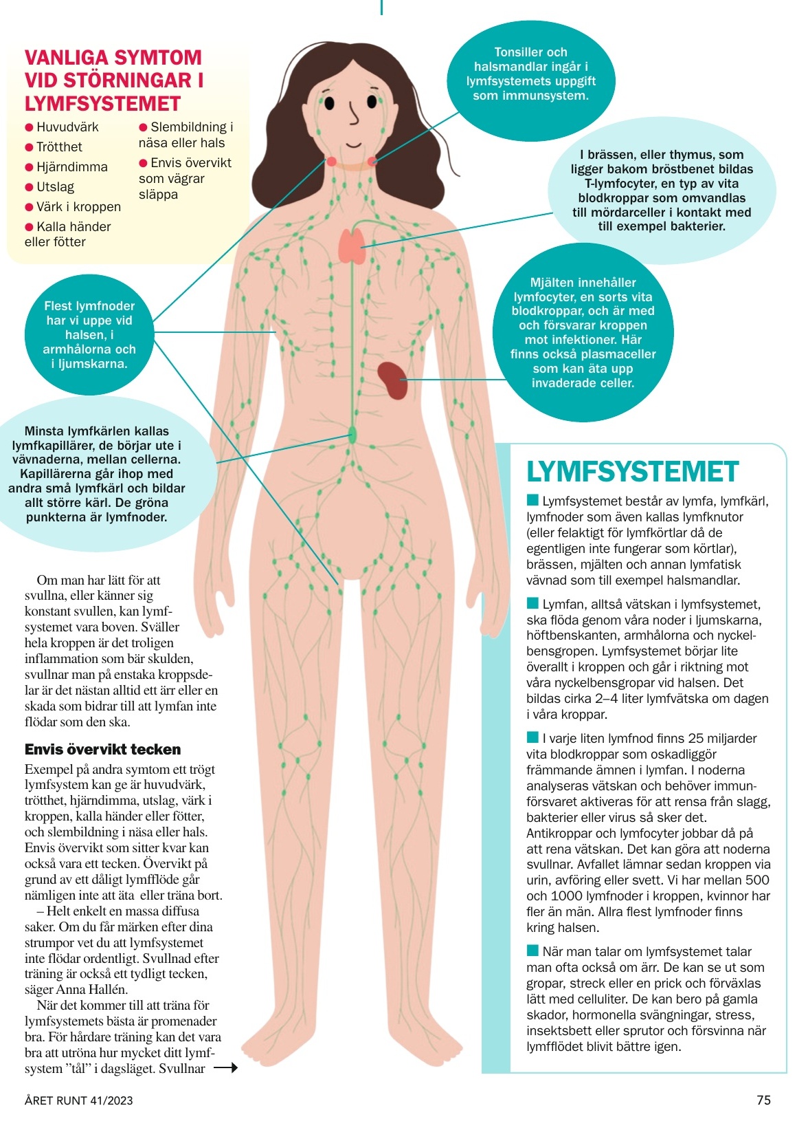 Lyttediagram For Hele Kroppen Menstrual Cycle Hormone Levels Menstrual