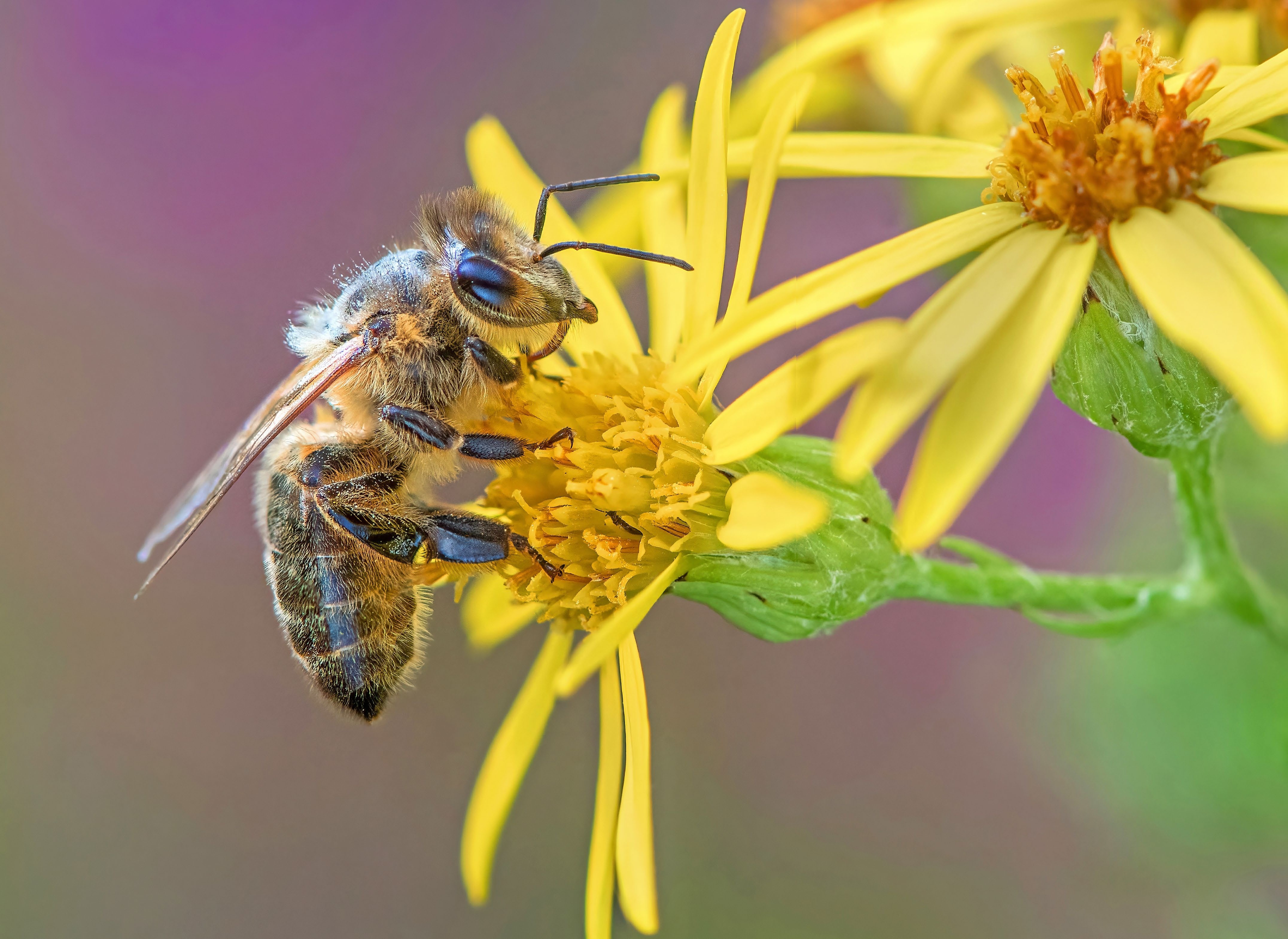Busy Bee Photography