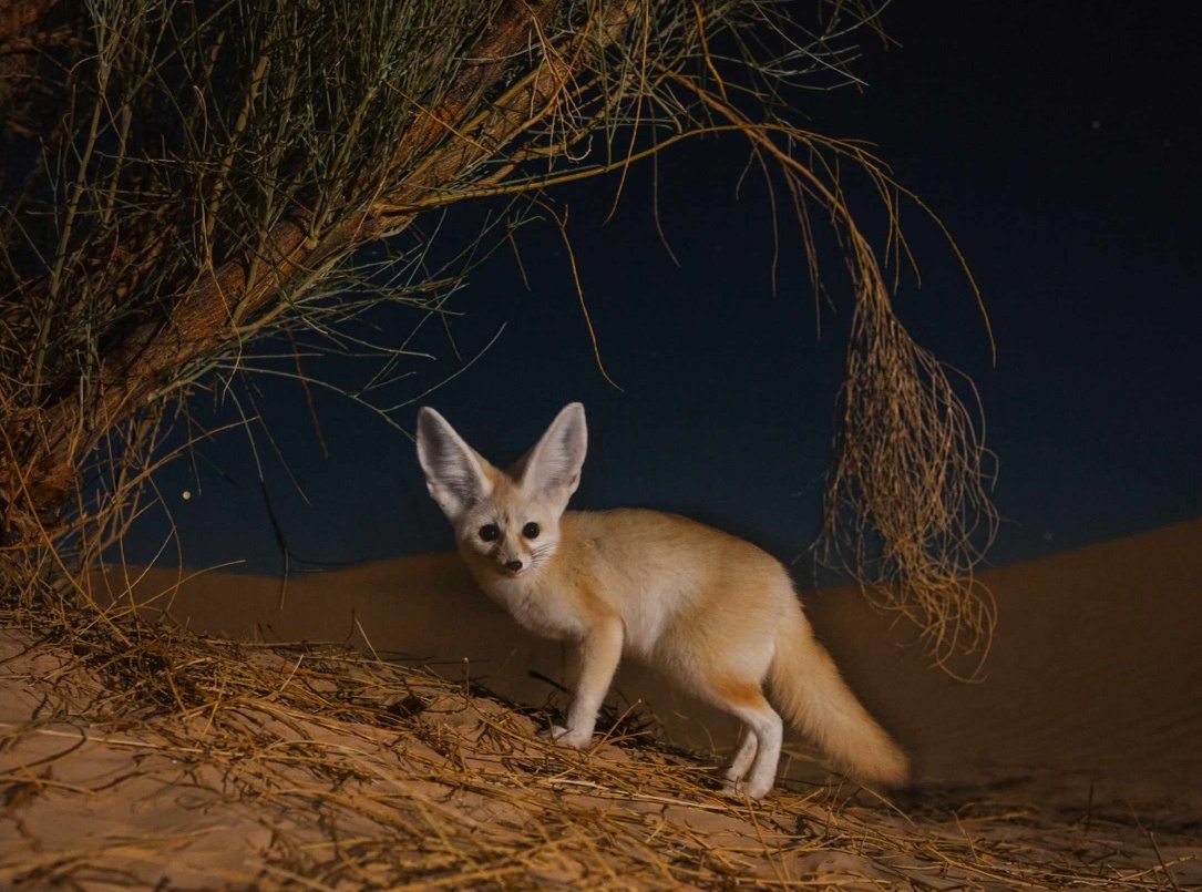Fennec fox - 11 Dec 2025 - BBC Wildlife Magazine - Readly