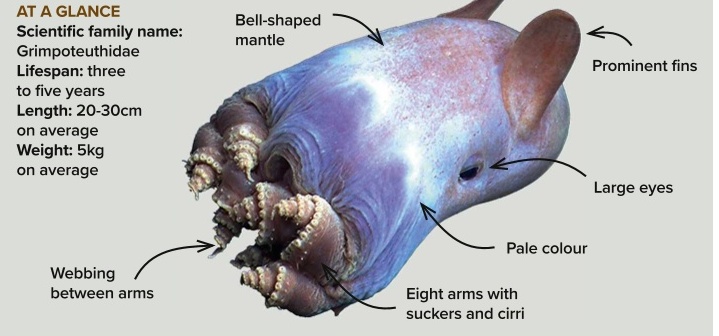 Octopus Diagram With Name