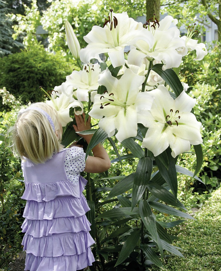 5 bulbs of lovely lily ‘pretty woman’ worth £13.99 - 20 Jan 2026 ...