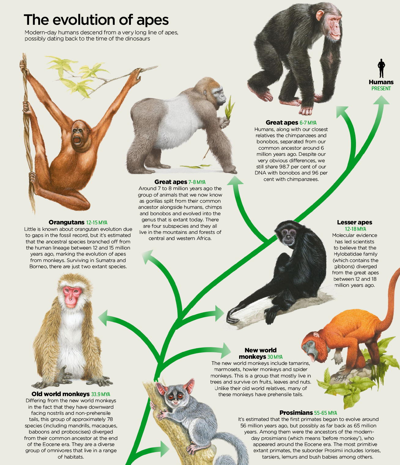Great Apes Genus Species