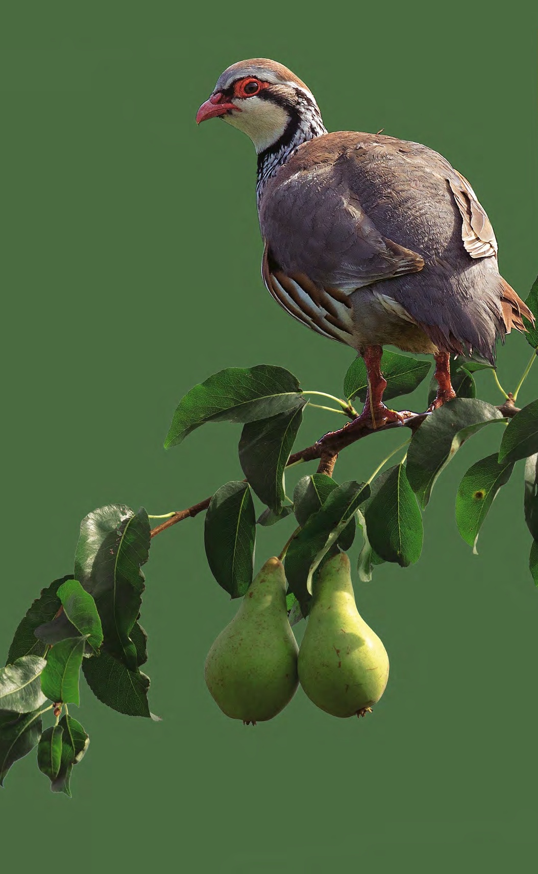 Partridge In A Pear Tree Photo