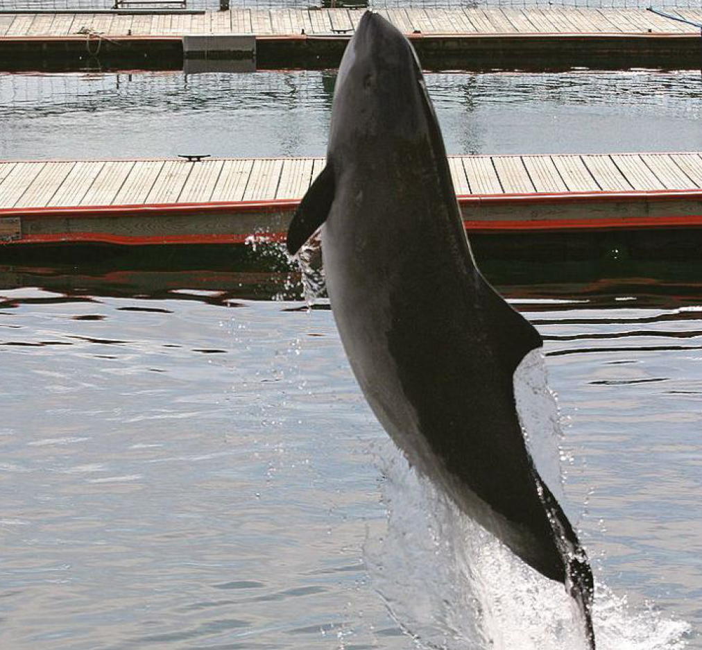 Spectacled Porpoise Habitat