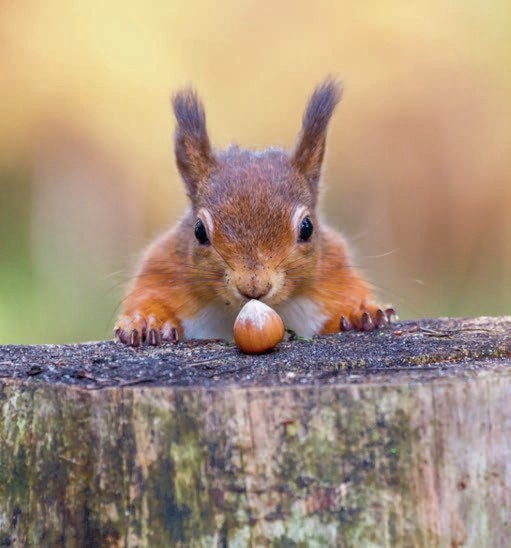 Caption competition - 15 Jan 2026 - Countryside Magazine - Readly