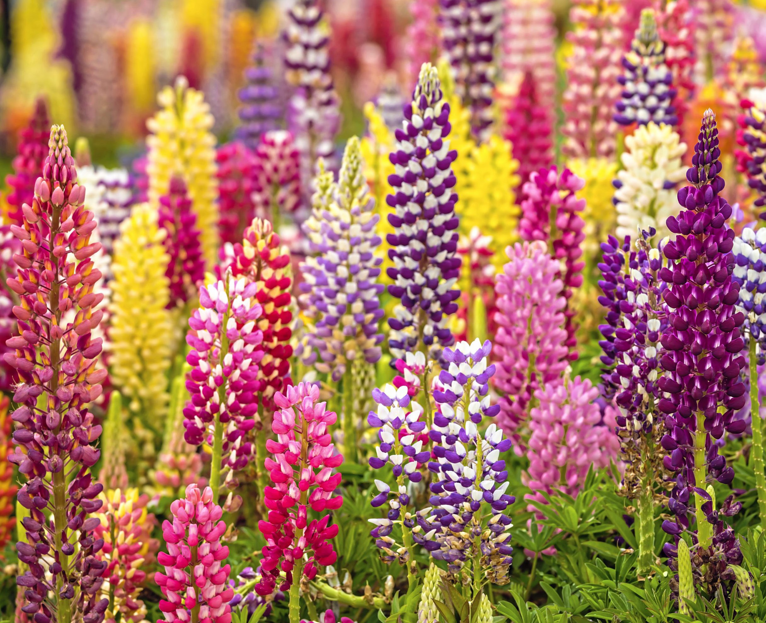 Cottage garden lupin mix - 27 Jan 2026 - Garden News Magazine - Readly