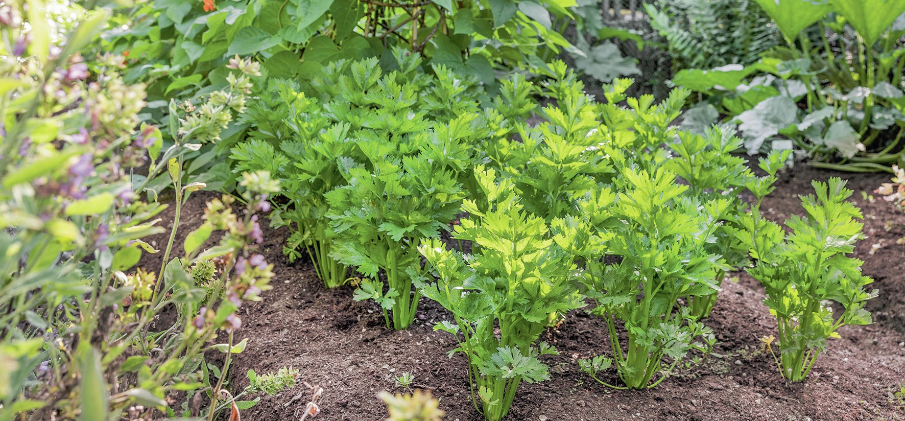 Sellerie: So gelingt der Anbau von Knolle, Stange und Laub - 27 Dec ...