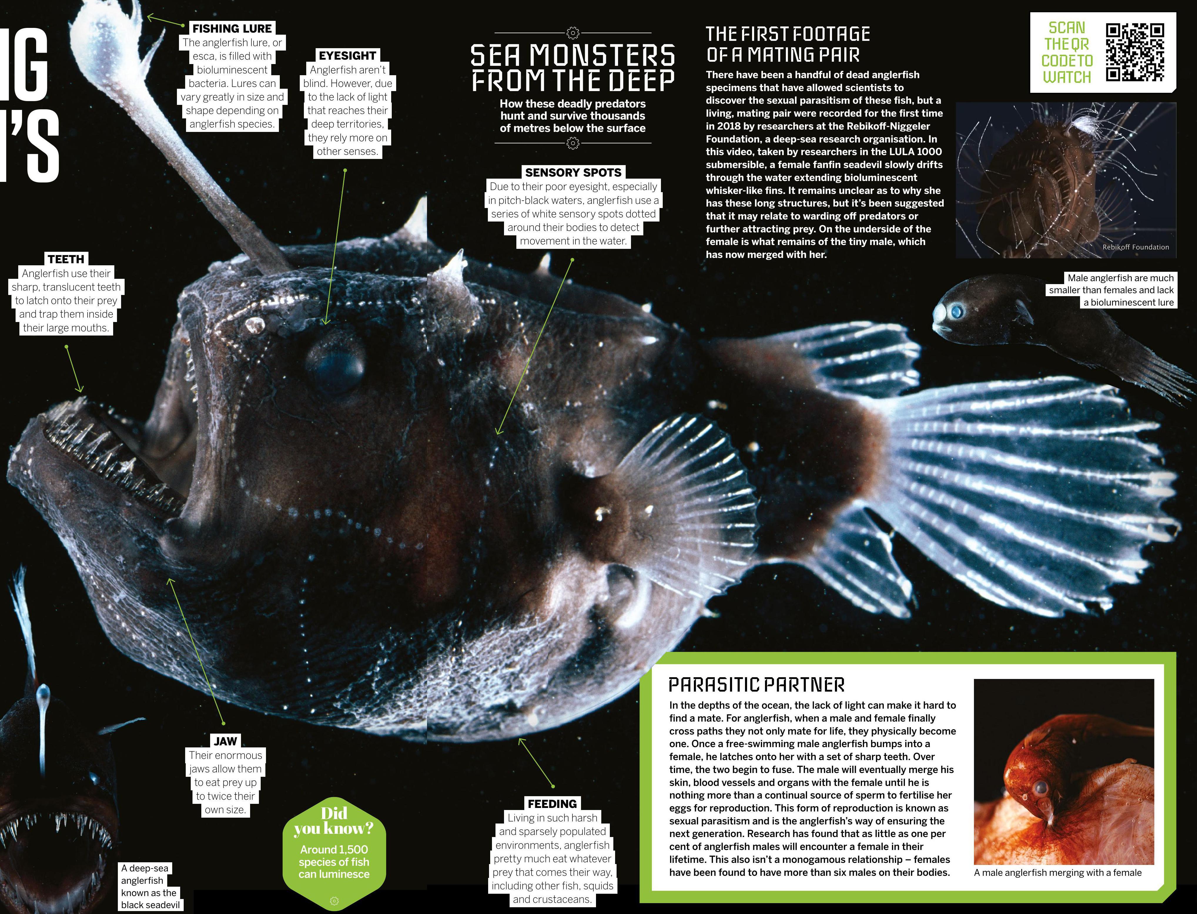 Angler Fish Mating Merge