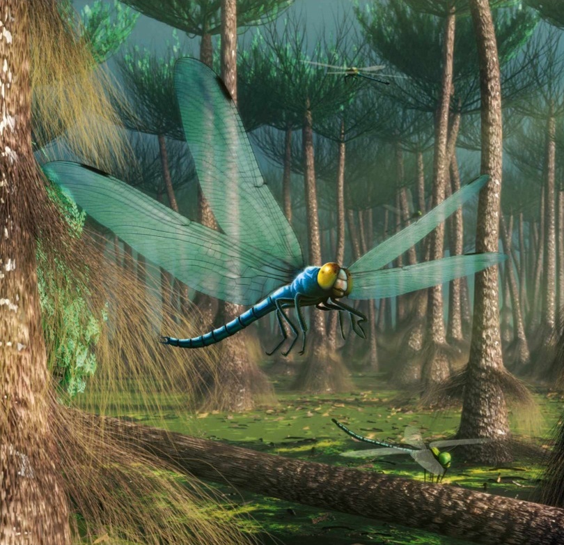 Meganeura Dragonfly Size