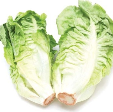 Iceberg Lettuce In Container