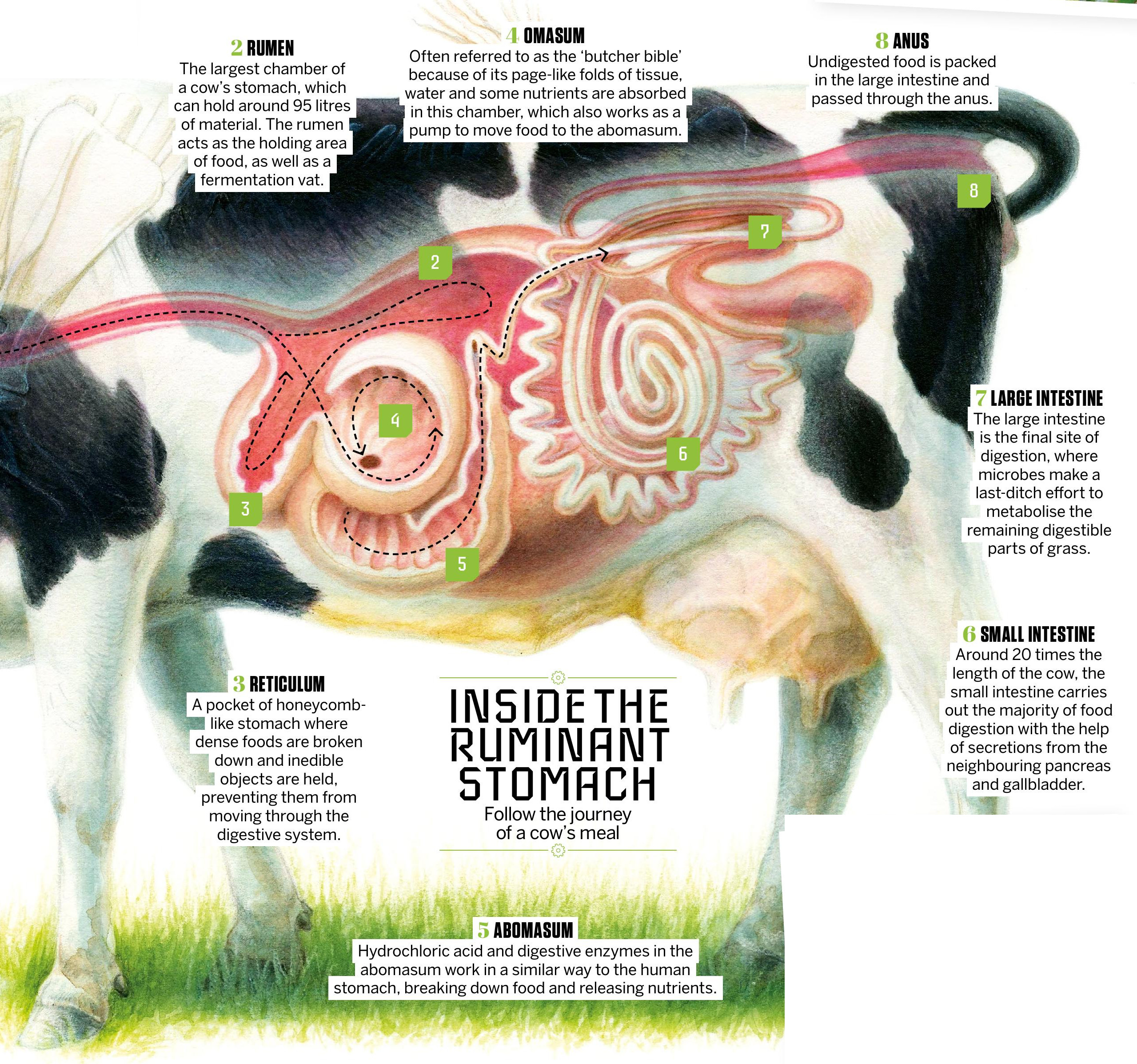 Cow Stomach Chambers Why Cows Have Four Stomach Chambers 21 Dec 2023