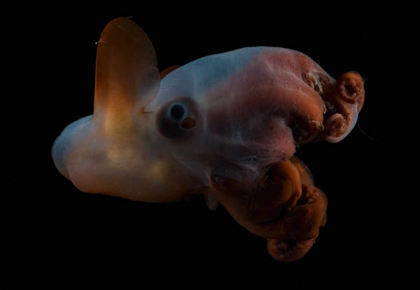 Squid Dumbo