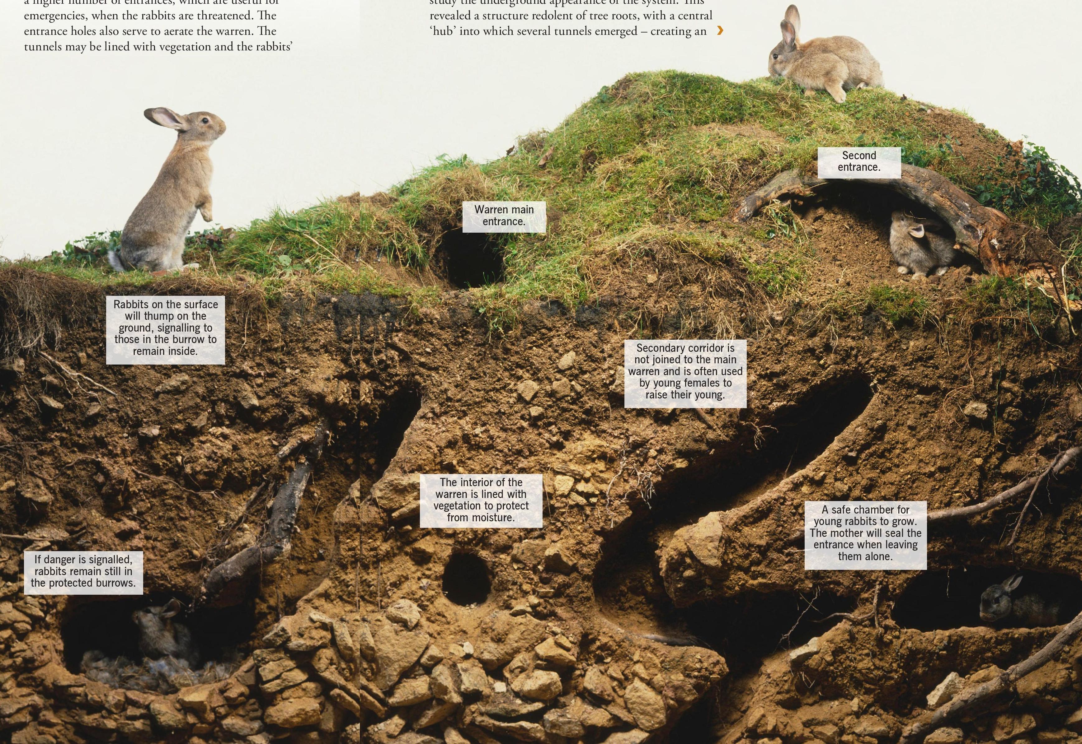 What Does A Rabbit's Burrow Look Like