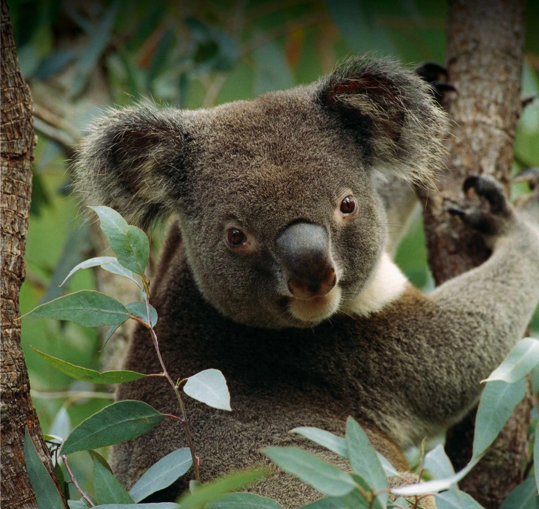The koala paradox - 13 Nov 2025 - BBC Wildlife Magazine - Readly