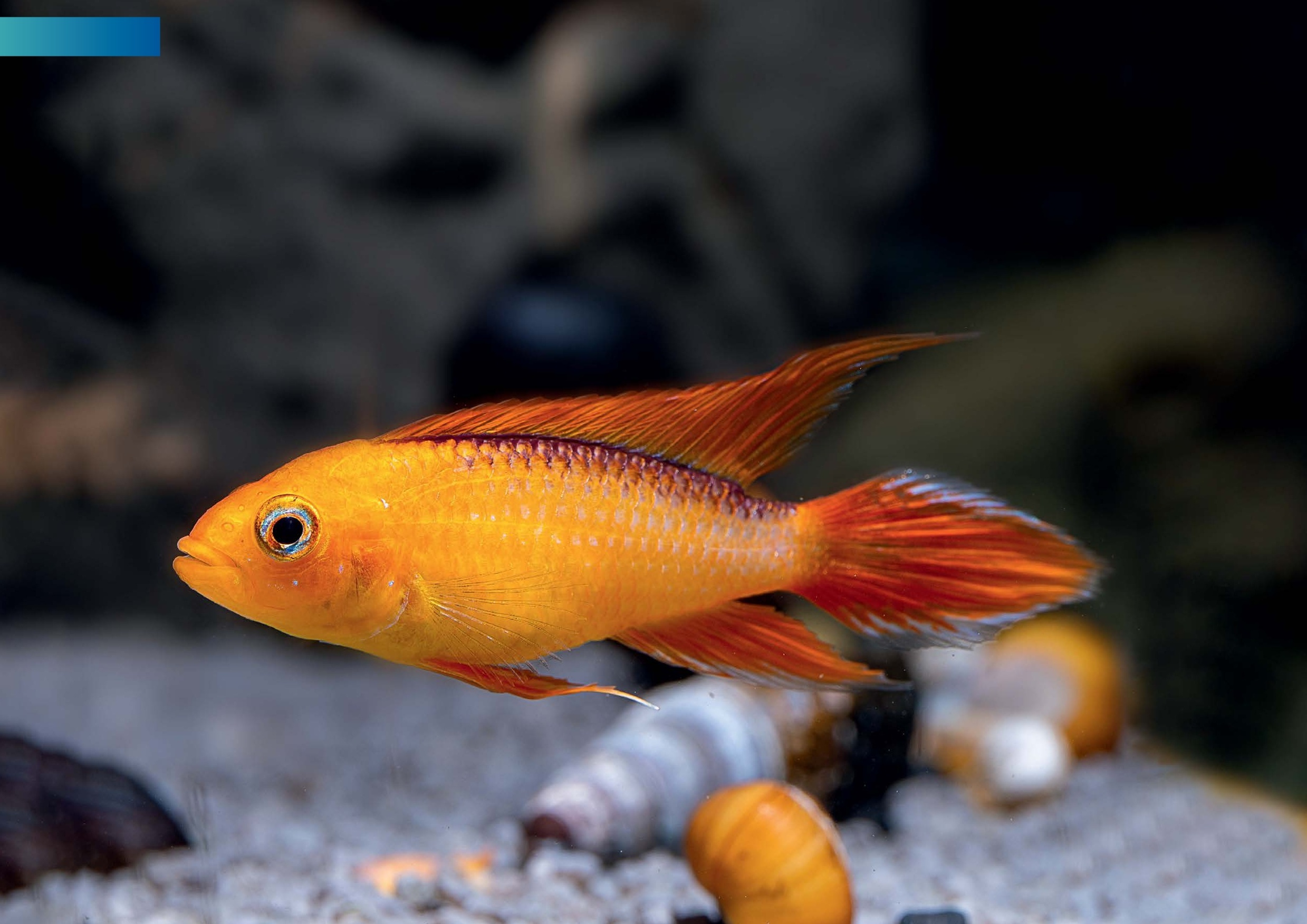 Apistogramma Agassizii Flamenco Apistogramma Agassizii Facts, Diet,