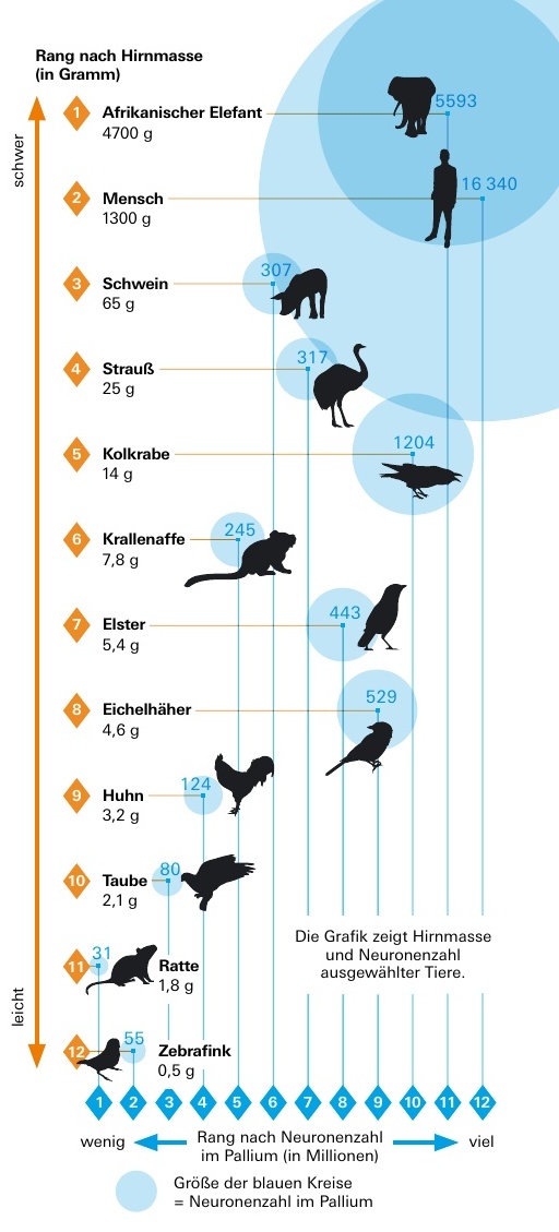 Diagramm Zur Evolution Der Tauben Chef Stammbaum Und Generationenfolge