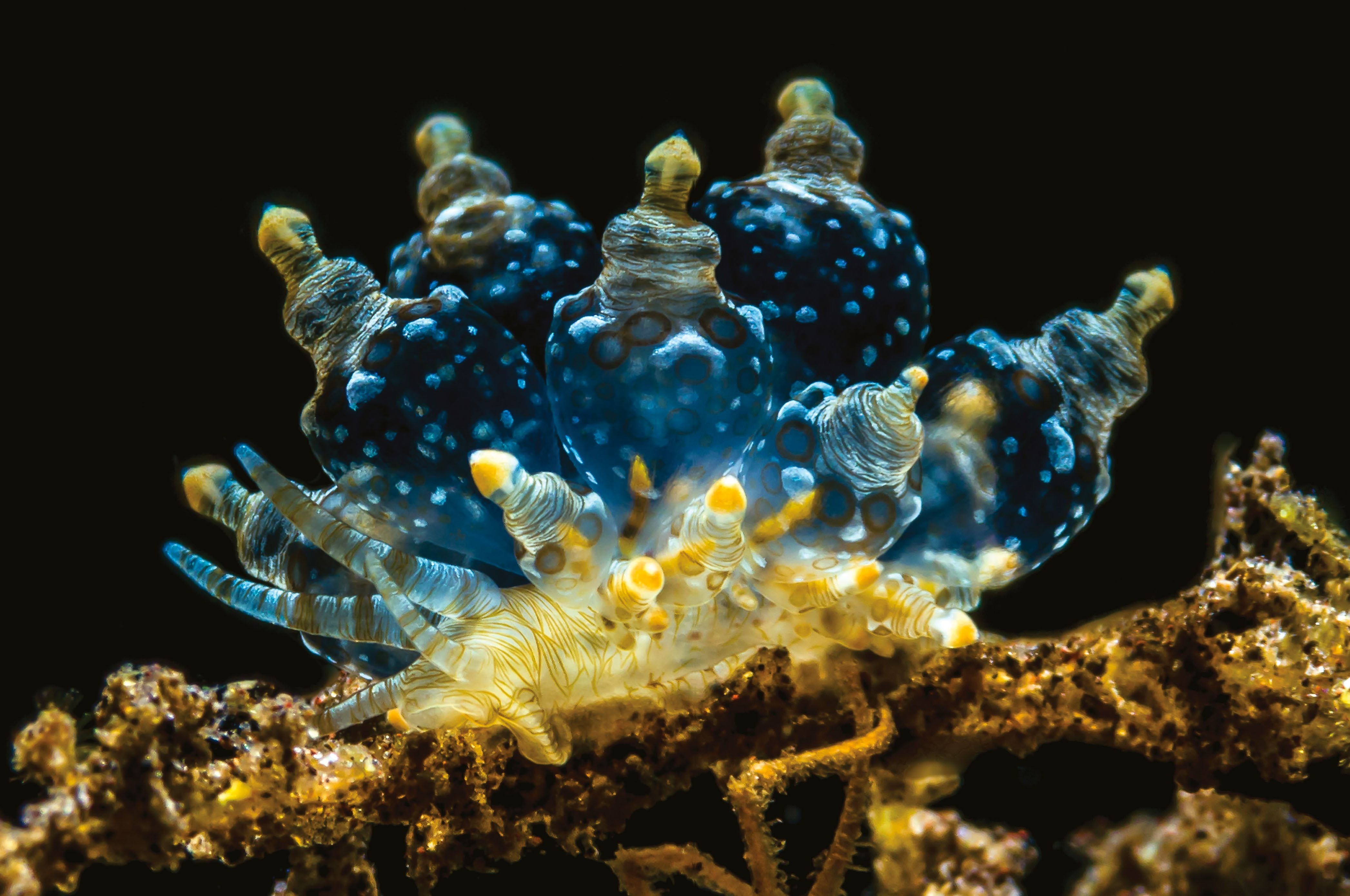 Spectacular sea slugs - 6 Nov 2025 - How It Works Magazine - Readly