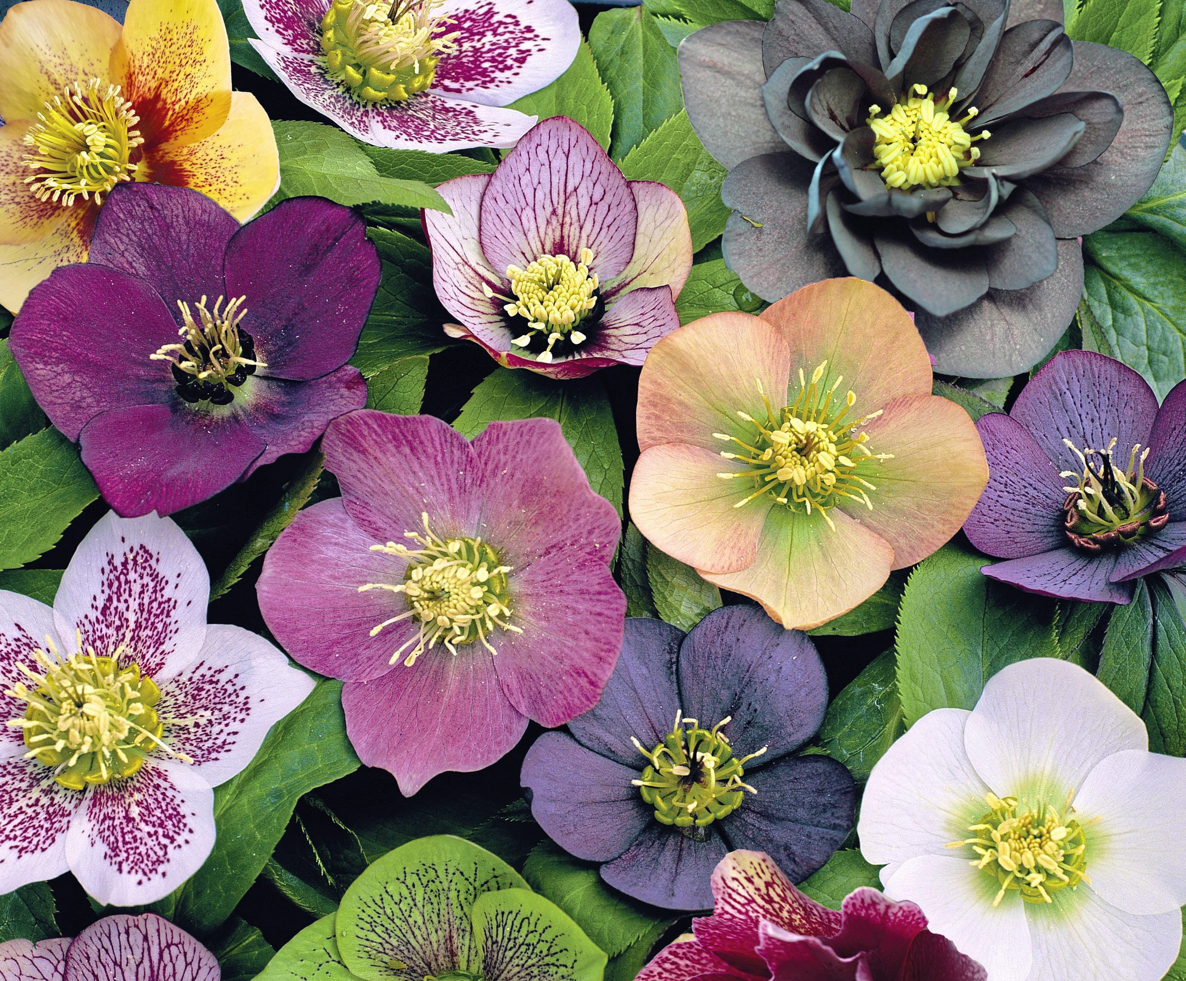 Hellebore ‘orientalis mix’ - 2 Dec 2025 - Garden News Magazine - Readly