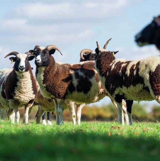 Instagram photo of the month - 15 Jan 2026 - Countryside Magazine - Readly