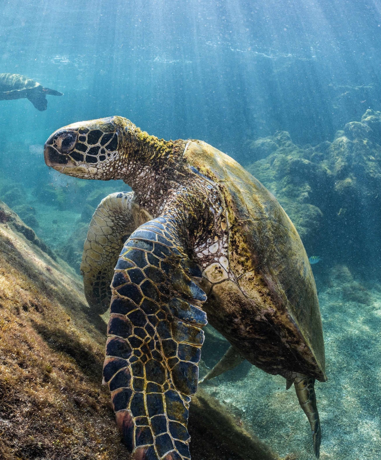 Turtle turnaround - 11 Dec 2025 - BBC Wildlife Magazine - Readly