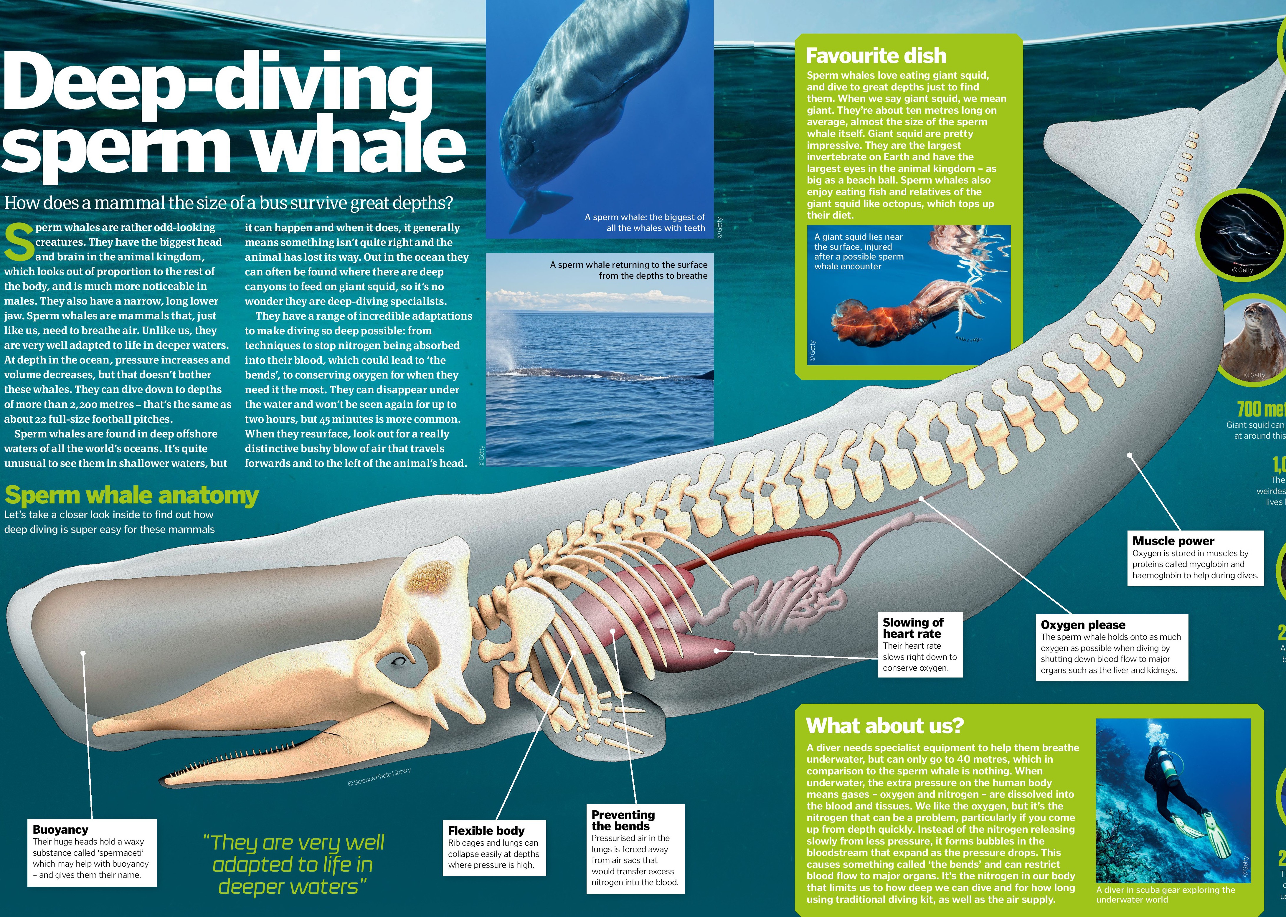 Sperm Whale Anatomy Organs