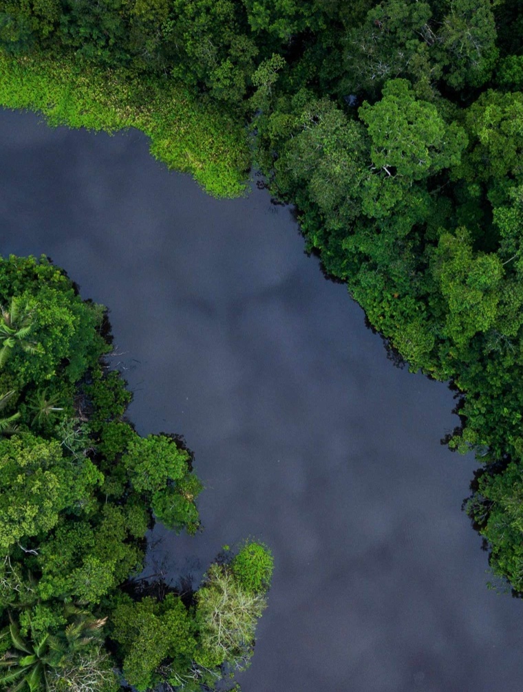 Do forests or oceans absorb more carbon? - 15 Jan 2026 - BBC Wildlife ...