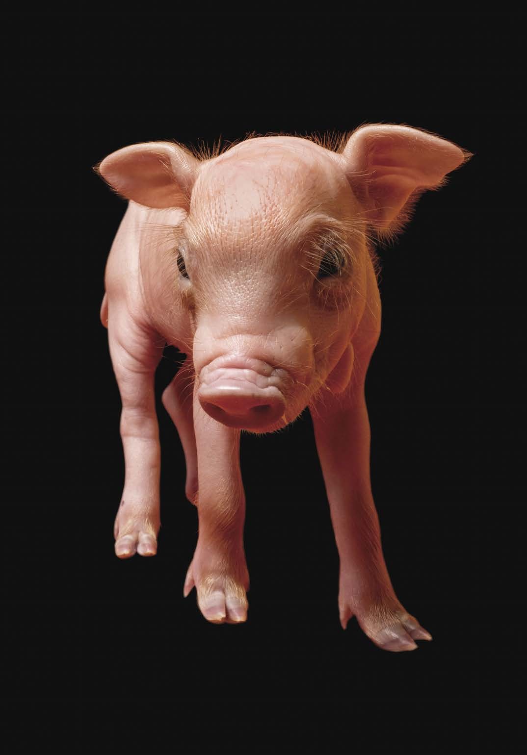 Echte Menschliche Mutationen