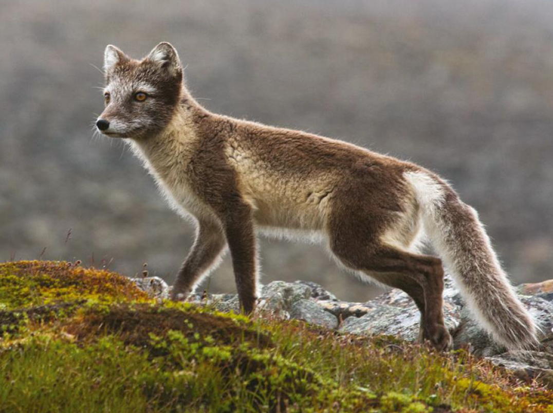 What Color Are Arctic Foxes In The Summer